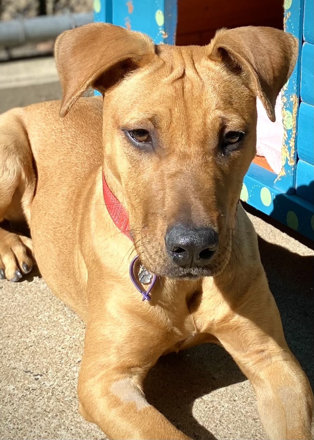 Frakk - Medium Male Kelpie x Rhodesian Ridgeback Mix Dog in QLD - PetRescue