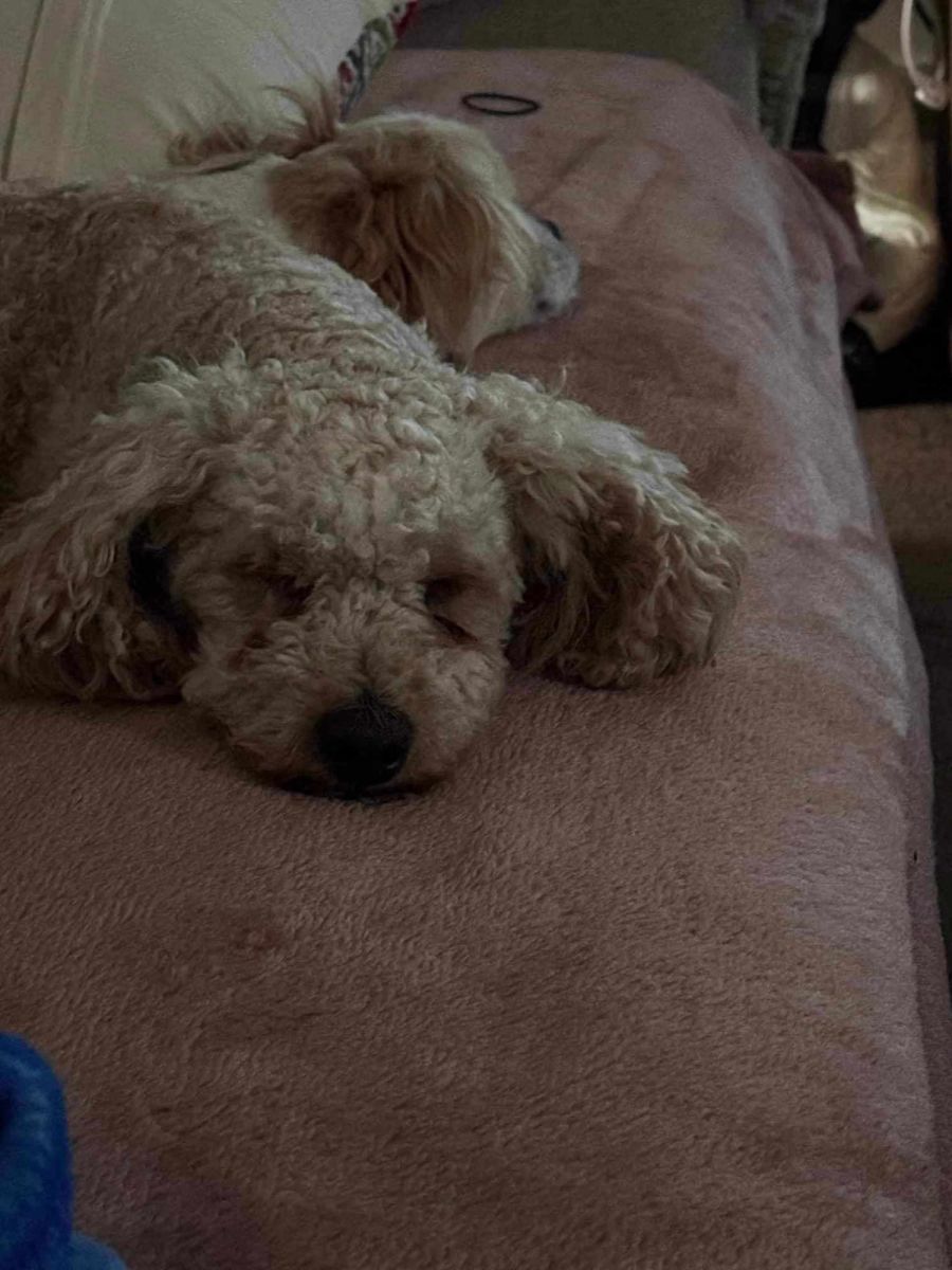 Sonny - Small Male Poodle Dog in VIC - PetRescue