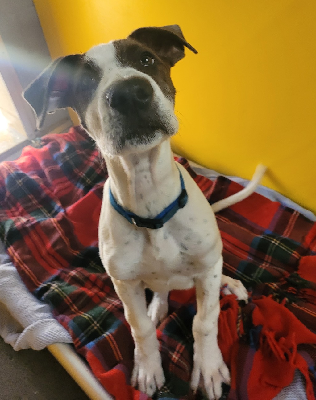Huxley - Large Male Bull Arab x Pointer Mix Dog in QLD - PetRescue