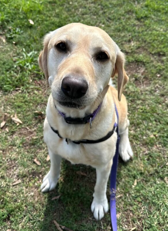 Tofu - Large Female Labrador Retriever Dog in NSW - PetRescue