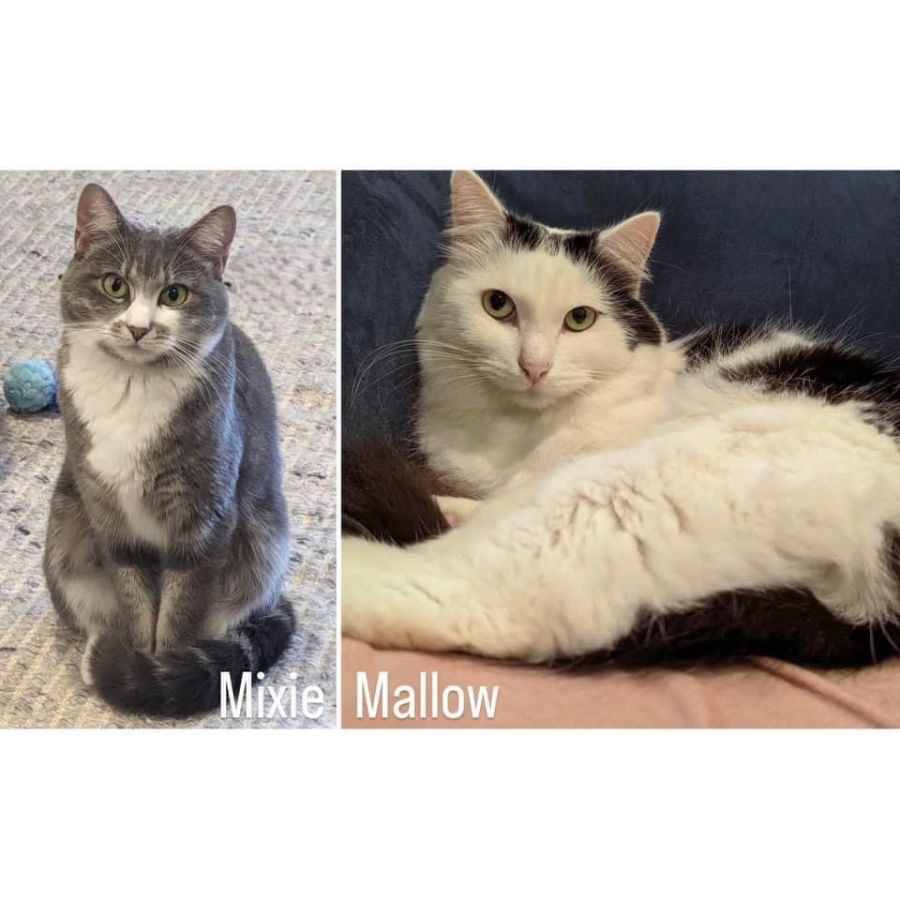 8845/6 - Mallow & Mixie - Female Domestic Short Hair Cat in WA - PetRescue