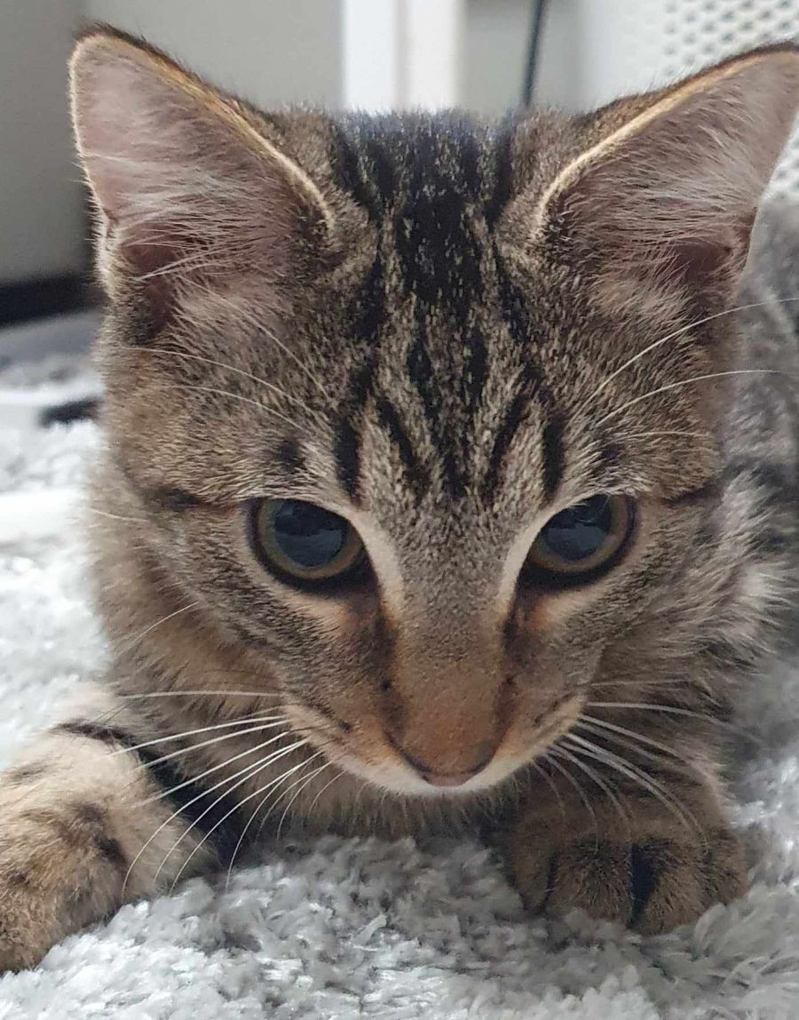 Frizzle - Male Domestic Short Hair Cat in NSW - PetRescue