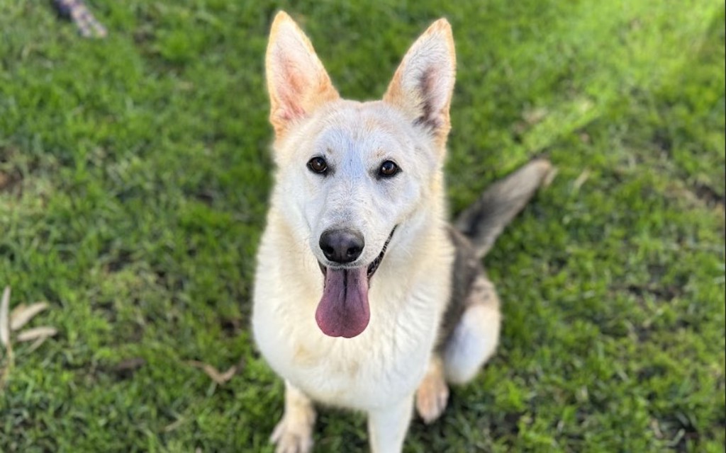 Athena - Medium Female German Shepherd x Siberian Husky Mix Dog in VIC ...