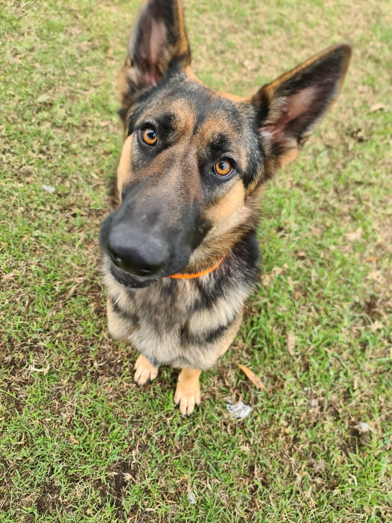 April - Large Female German Shepherd Mix Dog in VIC - PetRescue
