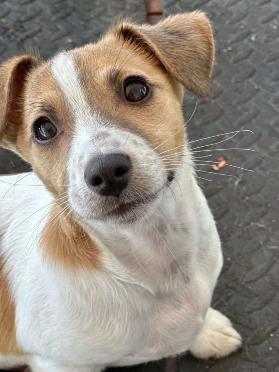 Logan - Small Male Jack Russell Terrier Mix Dog in NSW - PetRescue