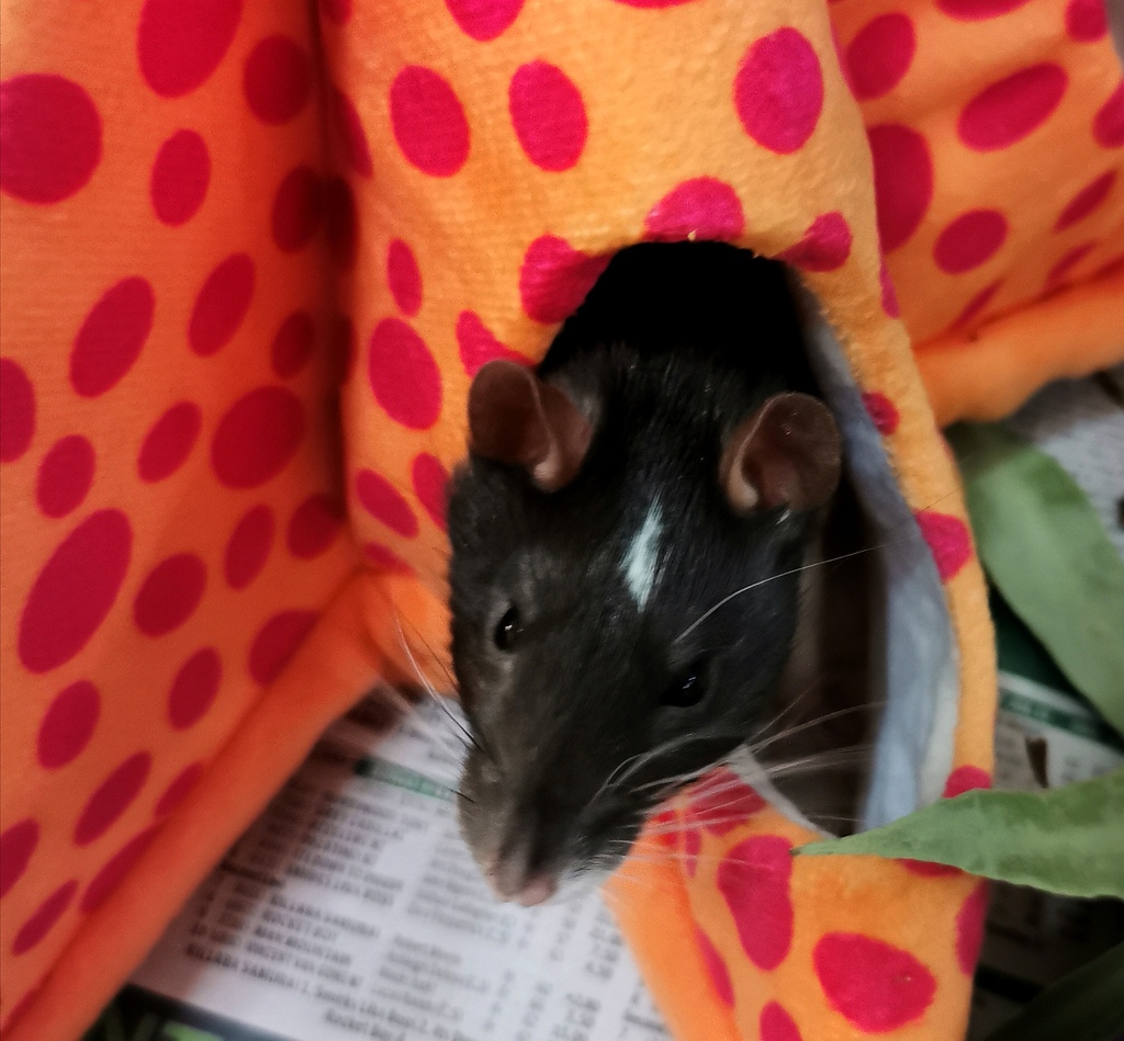 Taco - Male Rat Mix Rodent in QLD - PetRescue