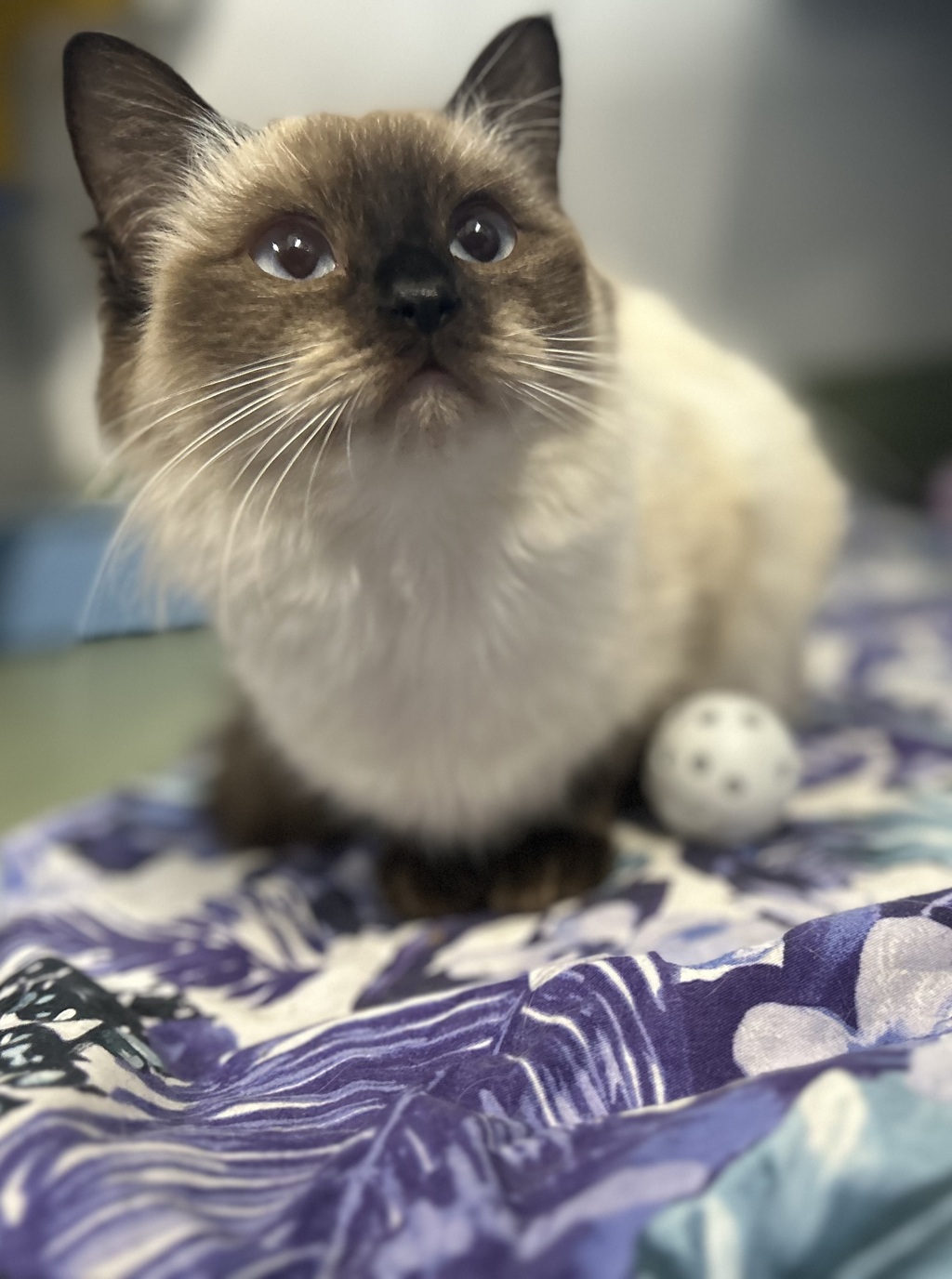 Elly - Female Ragdoll Mix Cat in QLD - PetRescue