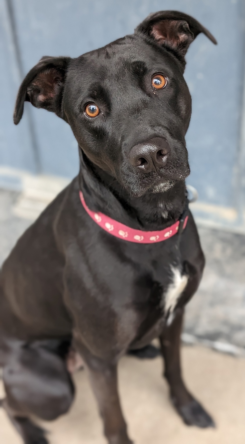 Zoe - Large Female Labrador Mix Dog in VIC - PetRescue