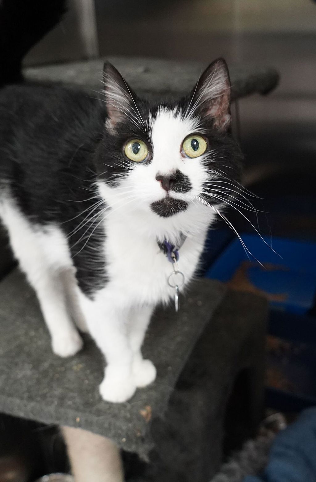 Zebby - Female Domestic Short Hair Mix Cat in ACT - PetRescue