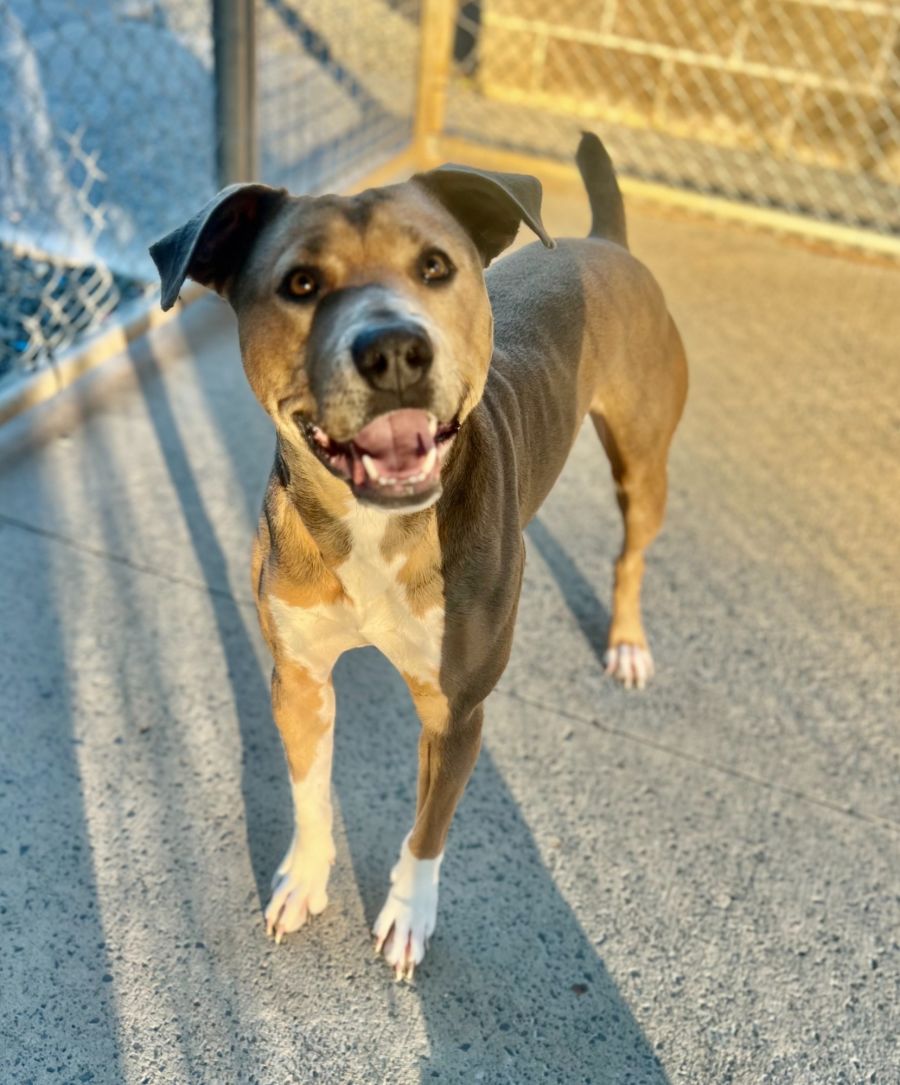 Willy - Medium Male Staffy Mix Dog in NSW - PetRescue