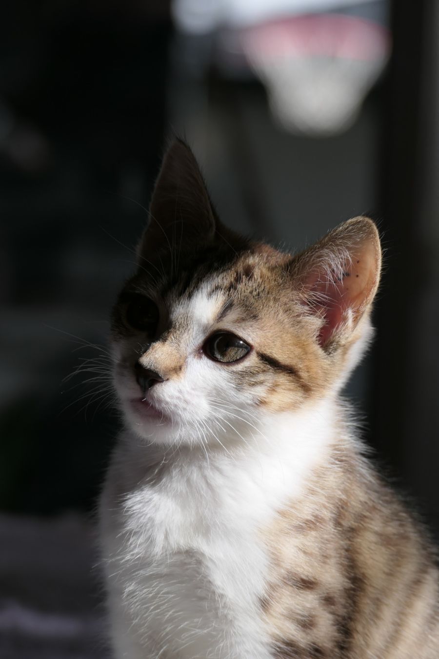 Lilliana - Female Manx Mix Cat in QLD - PetRescue