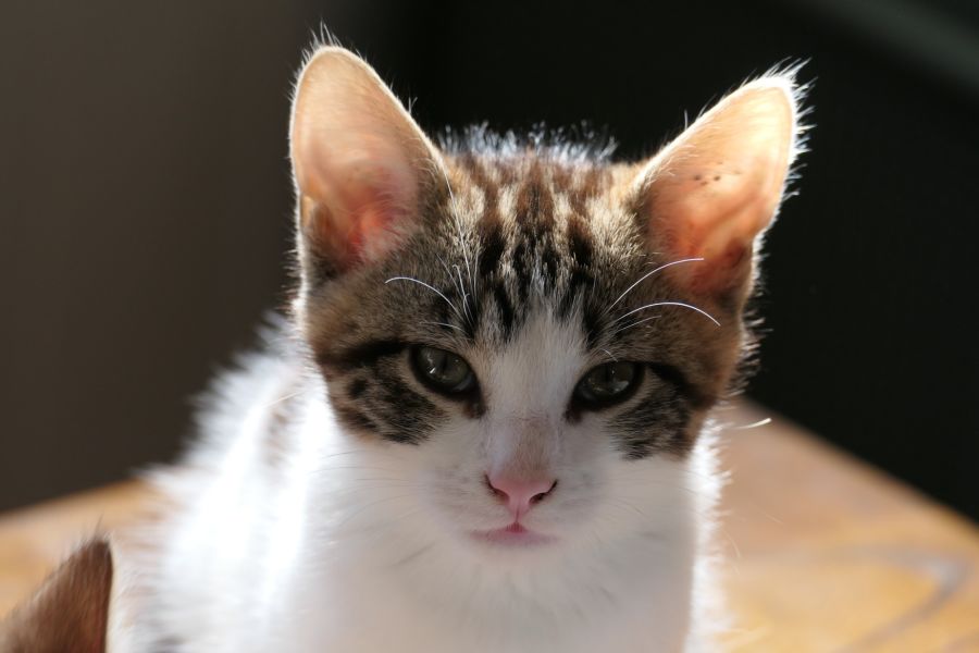 Leo - Male Manx Mix Cat in QLD - PetRescue