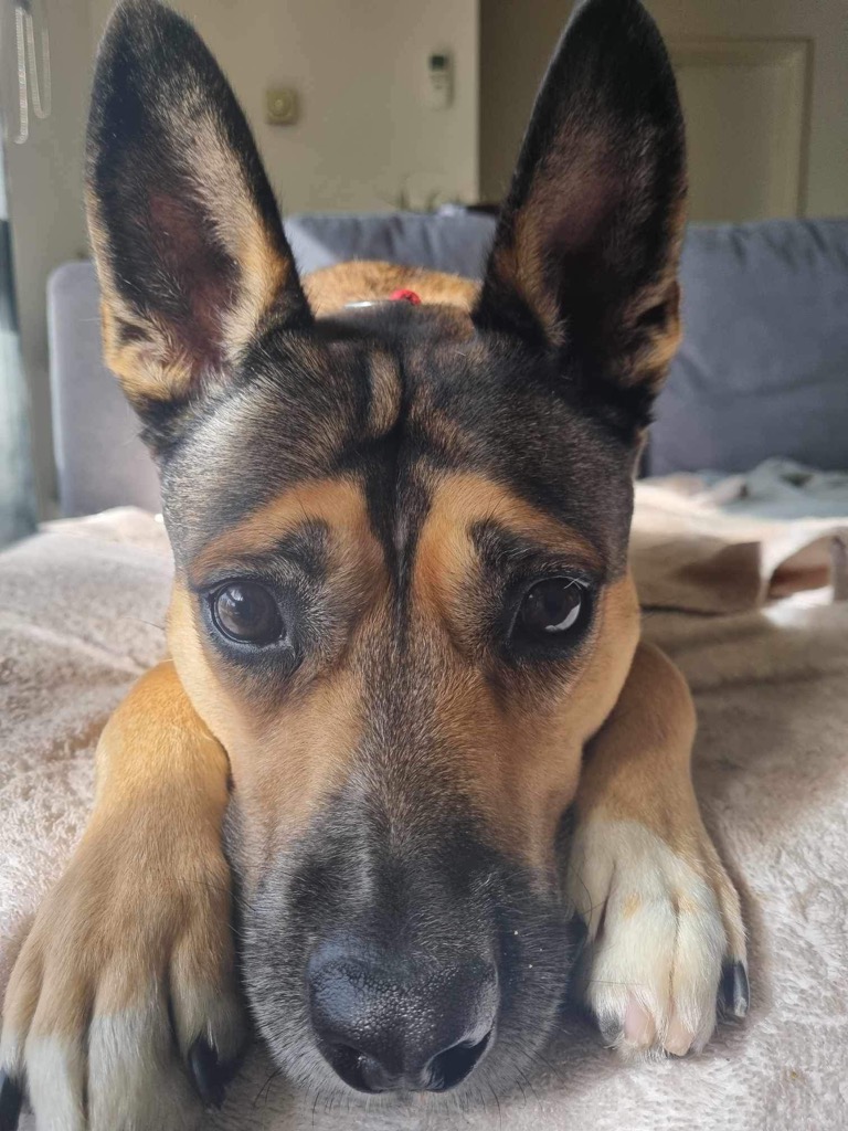 Mishka - Medium Female Mixed Breed x Mixed breed Mix Dog in VIC - PetRescue