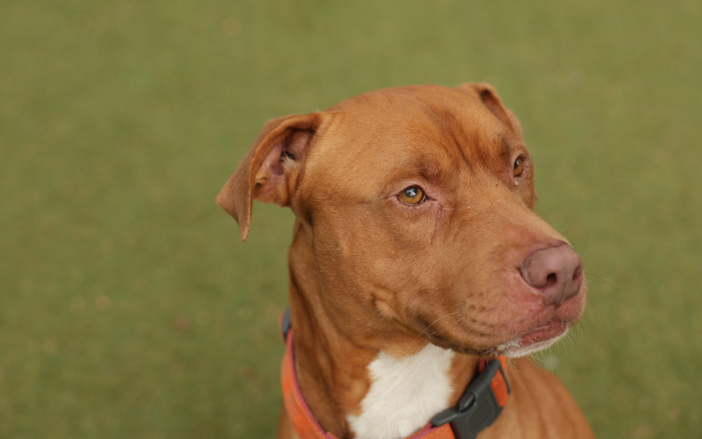 Goku - Medium Male American Staffy Mix Dog in VIC - PetRescue