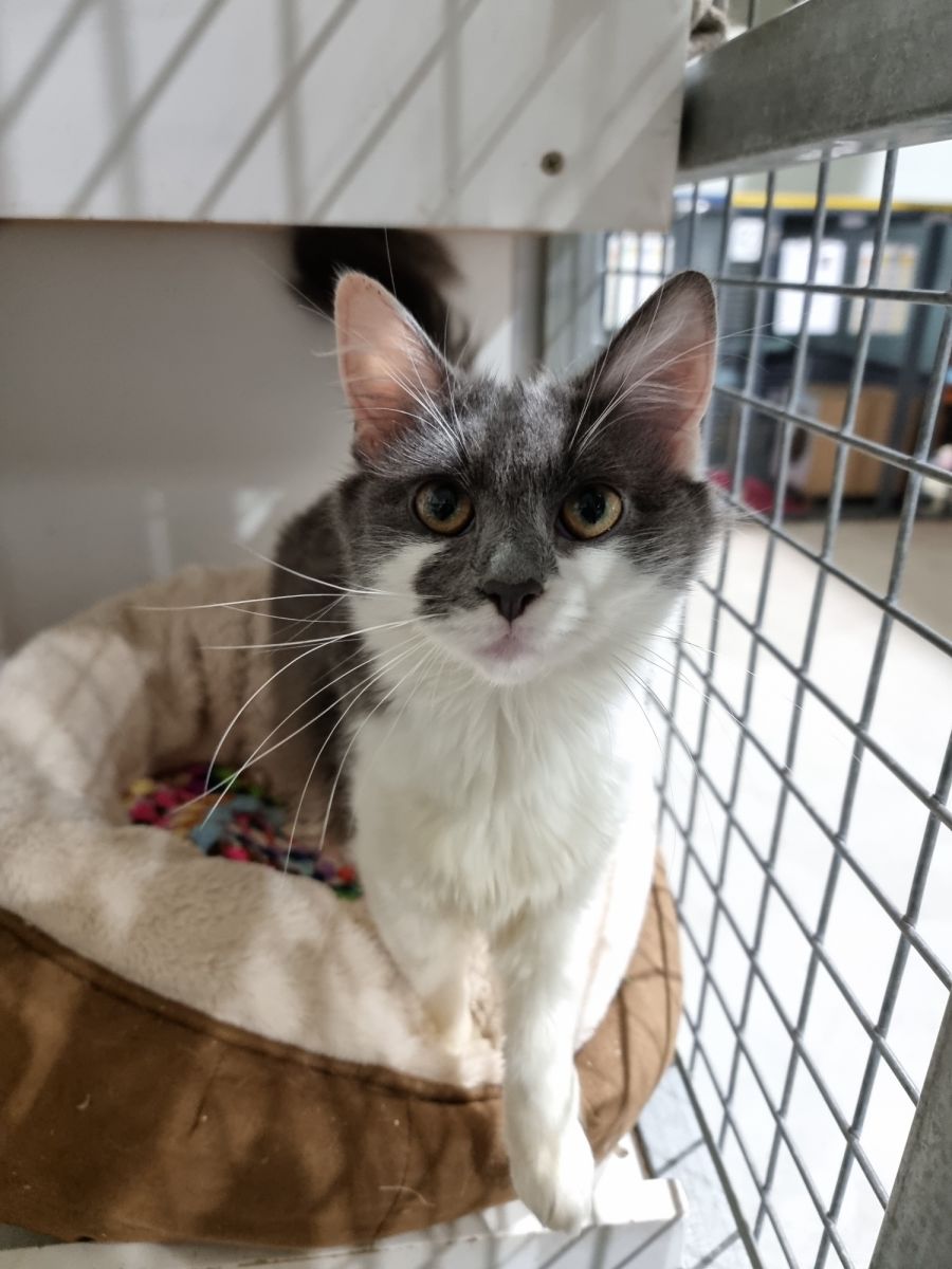 Rori - Female Domestic Medium Hair Cat in VIC - PetRescue
