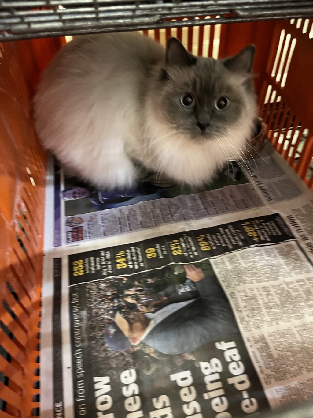 Nyla - Female Ragdoll Mix Cat in WA - PetRescue