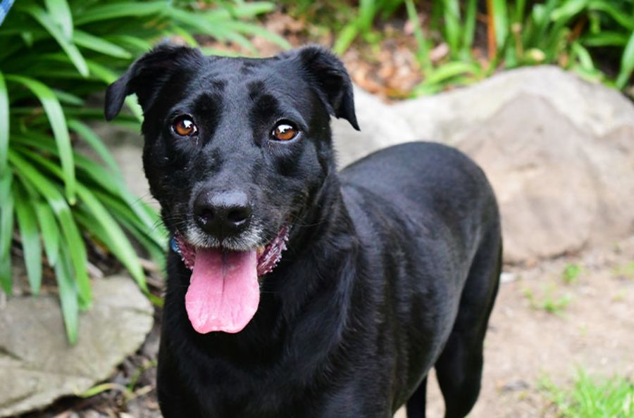 Lacey - Medium Female Labrador Mix Dog in NSW - PetRescue