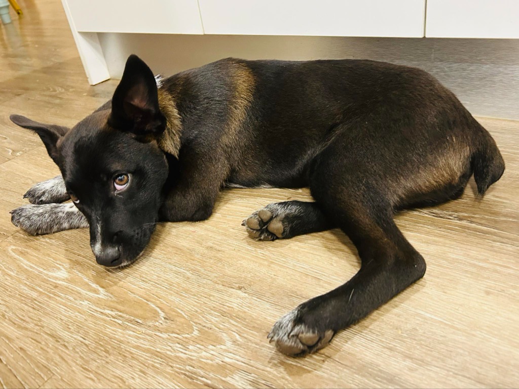 Busker - Medium Male Australian Cattle Dog Dog in WA - PetRescue