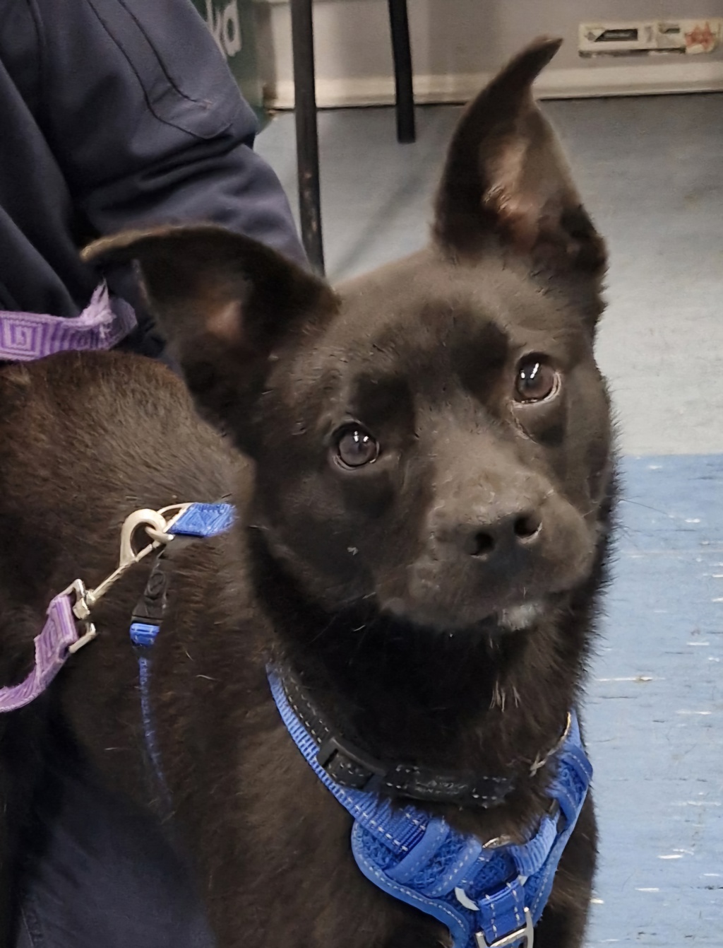 Wookie - Medium Male Border Collie x Pug Mix Dog in ACT - PetRescue