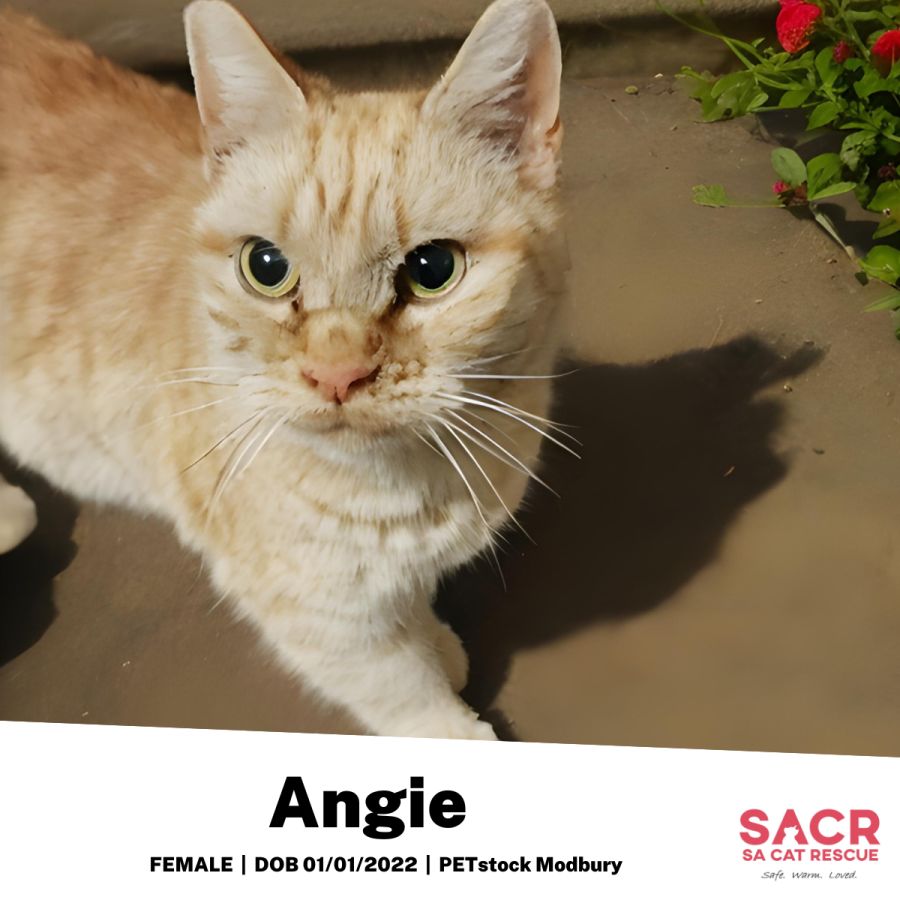 Angie - Female Domestic Short Hair Cat in SA - PetRescue
