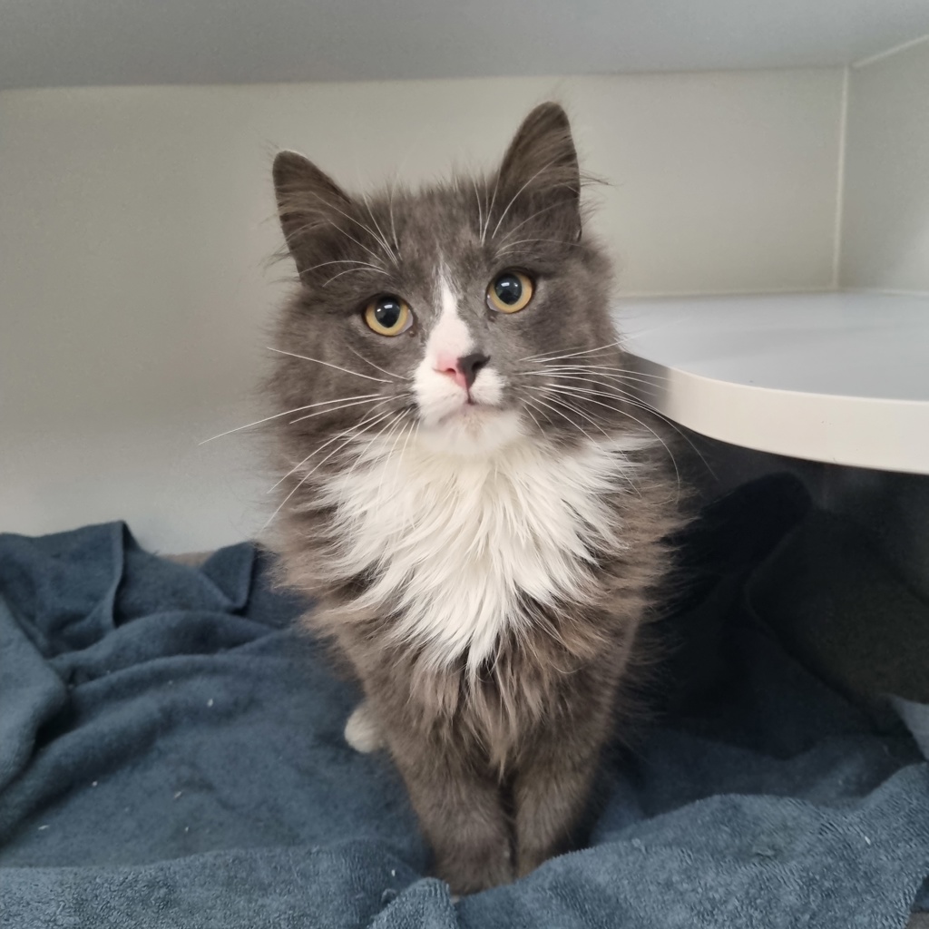 Porky Pig - Male Domestic Longhair Mix Cat in VIC - PetRescue