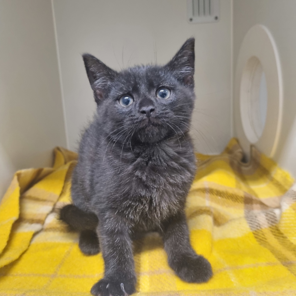 Braxton - Male Domestic Short Hair Mix Cat in VIC - PetRescue