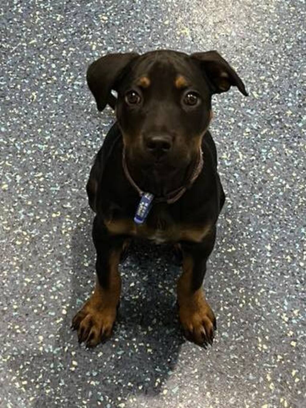 Lilith - Medium Female Australian Cattle Dog x Rottweiler Mix Dog in ...