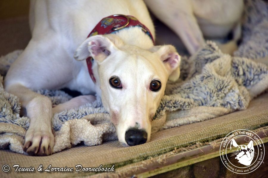 Snow (Fluffy Cuddles) - Small Female Greyhound Dog in QLD - PetRescue