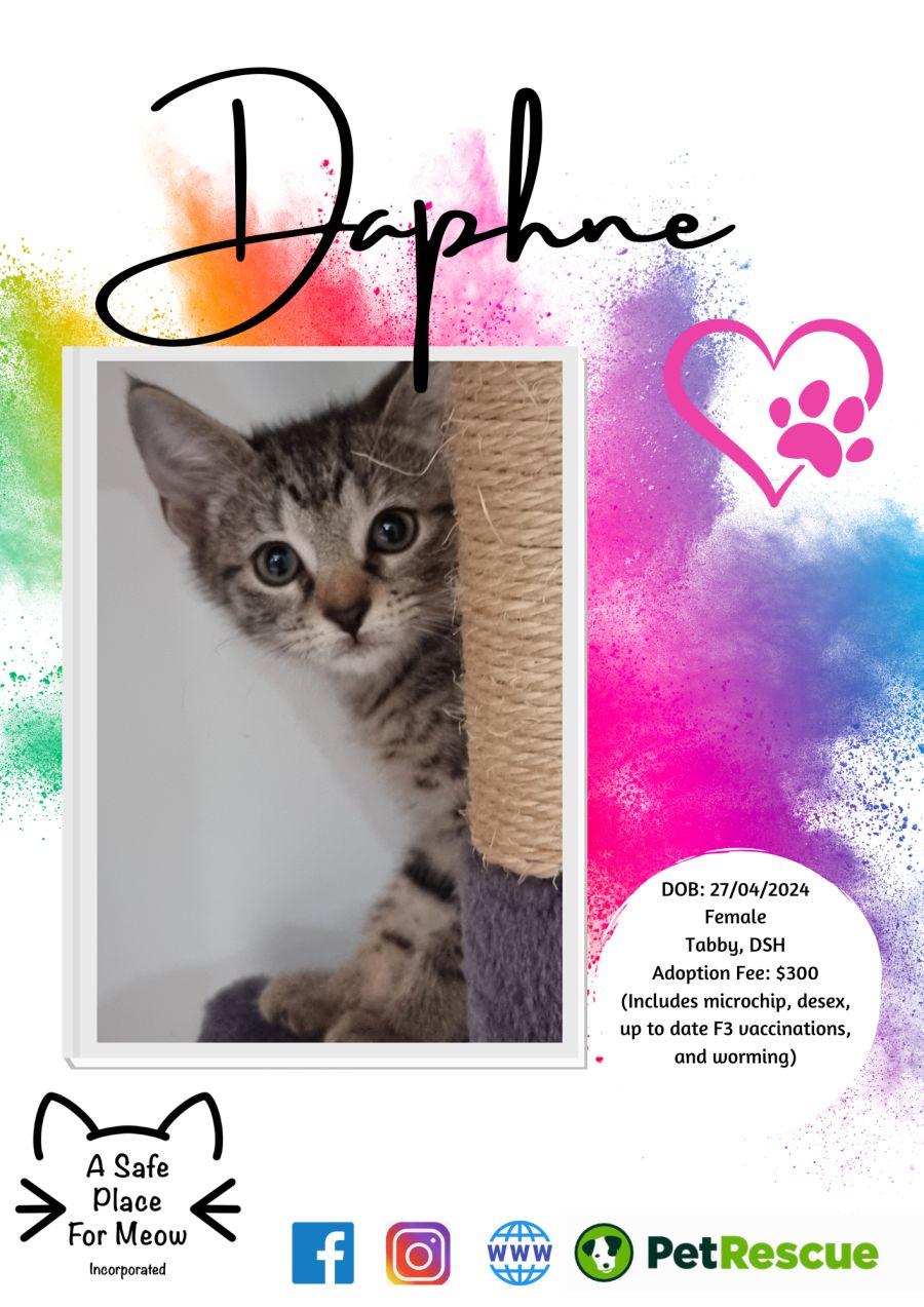 Daphne - Female Domestic Short Hair Cat in NT - PetRescue