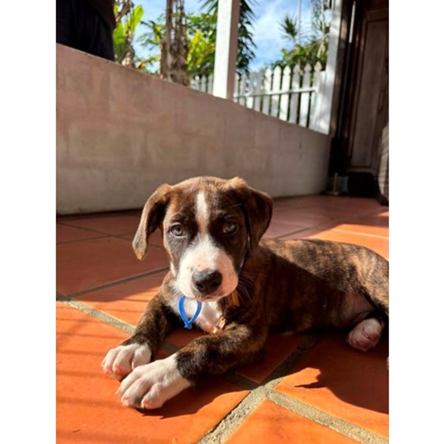 Dulce - Medium Male Maltese x Staffy Dog in QLD - PetRescue