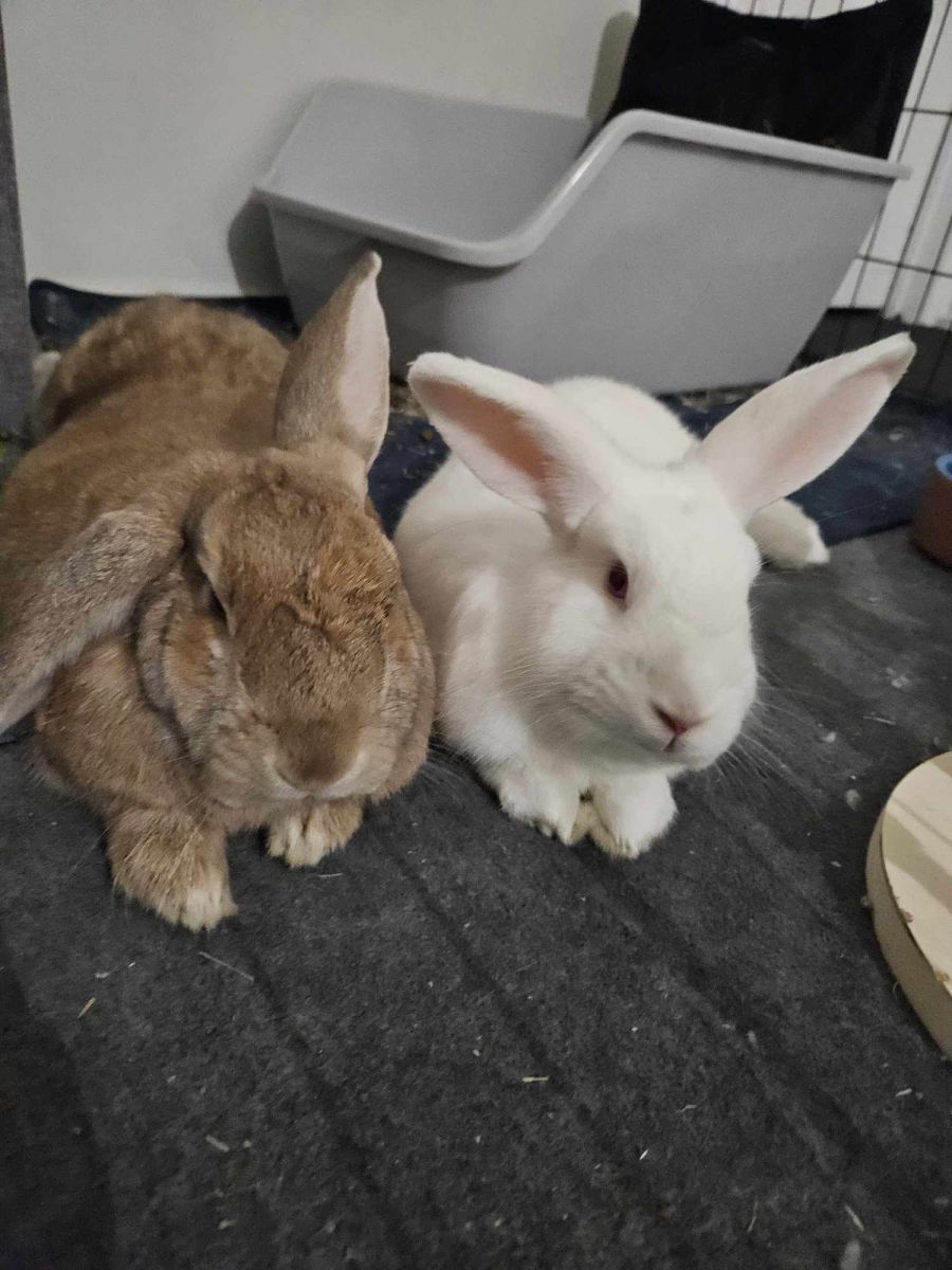 Thumper and Peaches - Female Mix Rabbit in VIC - PetRescue