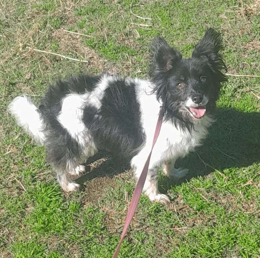 Bob - Small Male Papillion x Cross breed Dog in NSW - PetRescue