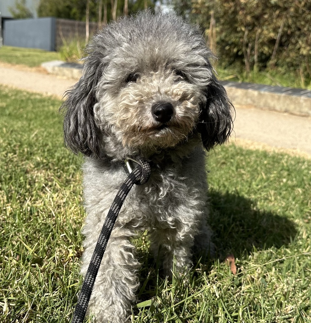 Ash - Small Female Poodle Toy Dog in VIC - PetRescue