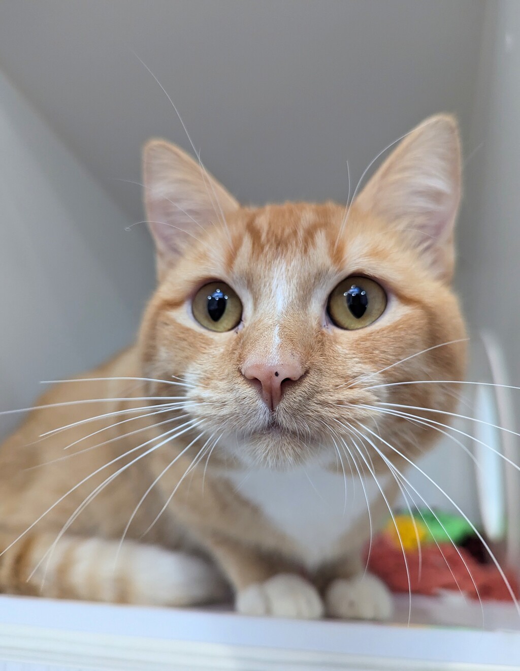 george - Male Domestic Short Hair Mix Cat in QLD - PetRescue