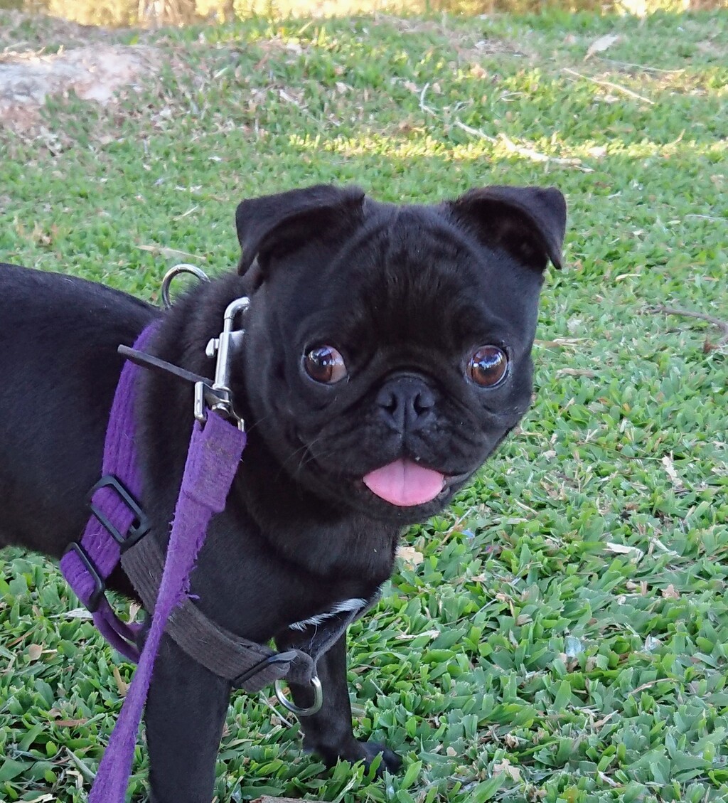 Puddy - Small Male Pug Mix Dog in QLD - PetRescue