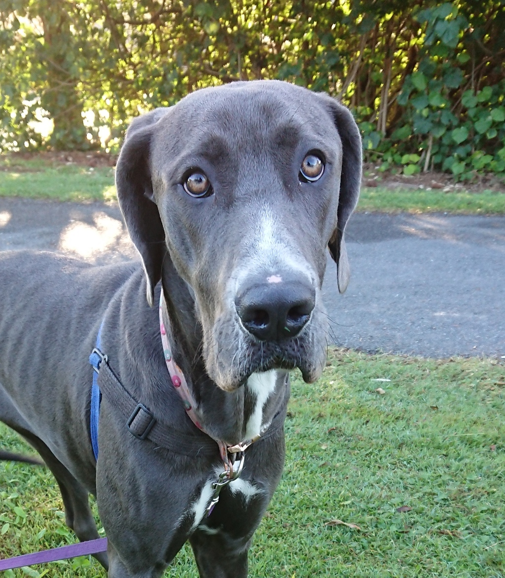 Brooke - Large Female Great Dane Mix Dog in QLD - PetRescue