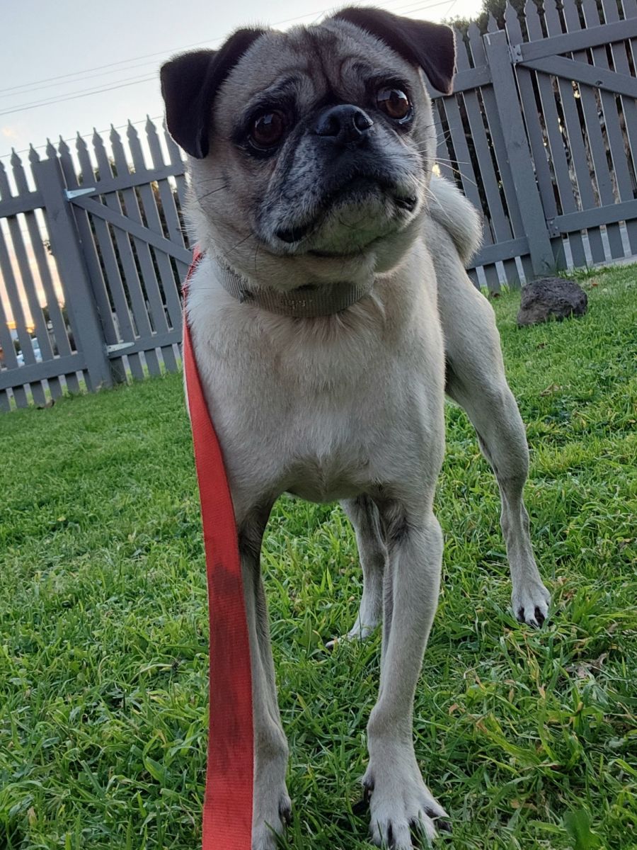 Koda - Small Male Pug Mix Dog in VIC - PetRescue
