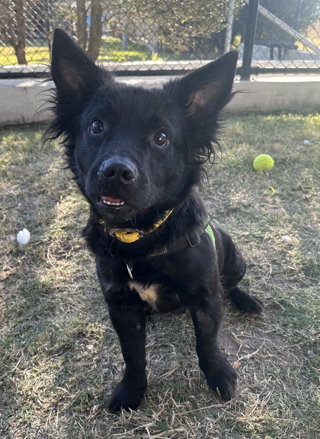 Keno - Medium Male Kelpie x Corgi, Cardigan Welsh Mix Dog in QLD ...