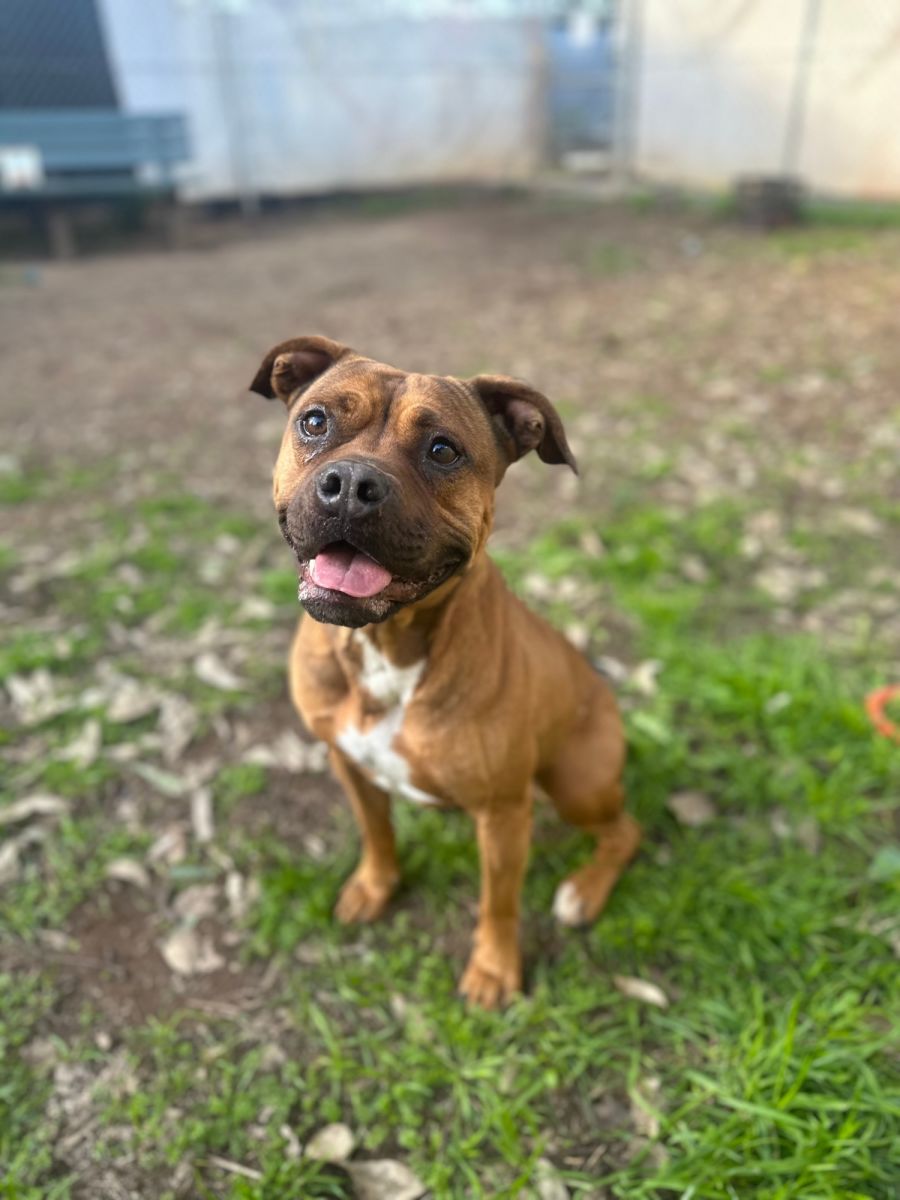 Sher - Medium Female Staffordshire Bull Terrier Dog in NSW - PetRescue