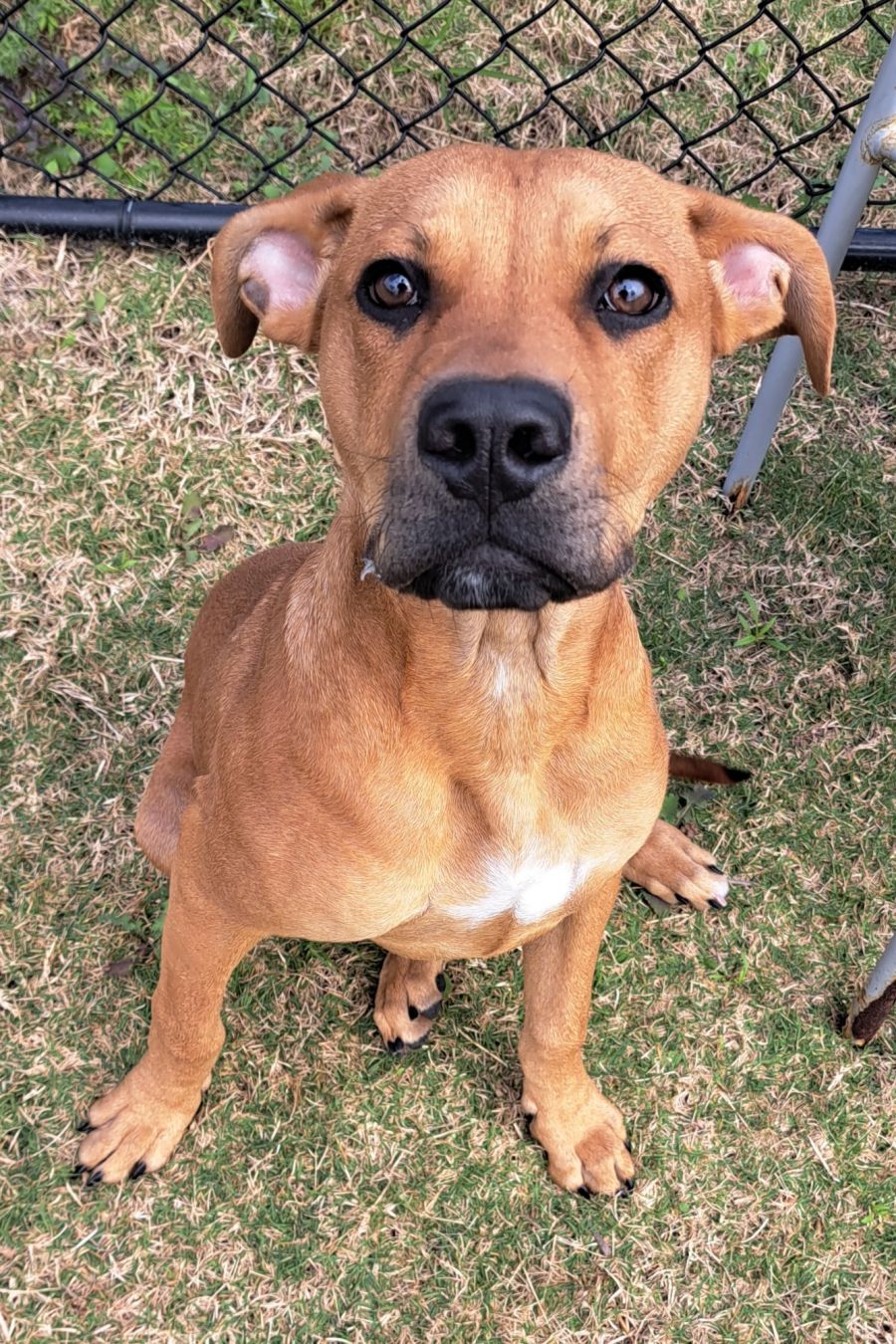Banjo (6544) - Medium Male Mastiff x Rhodesian Ridgeback Mix Dog in NSW ...