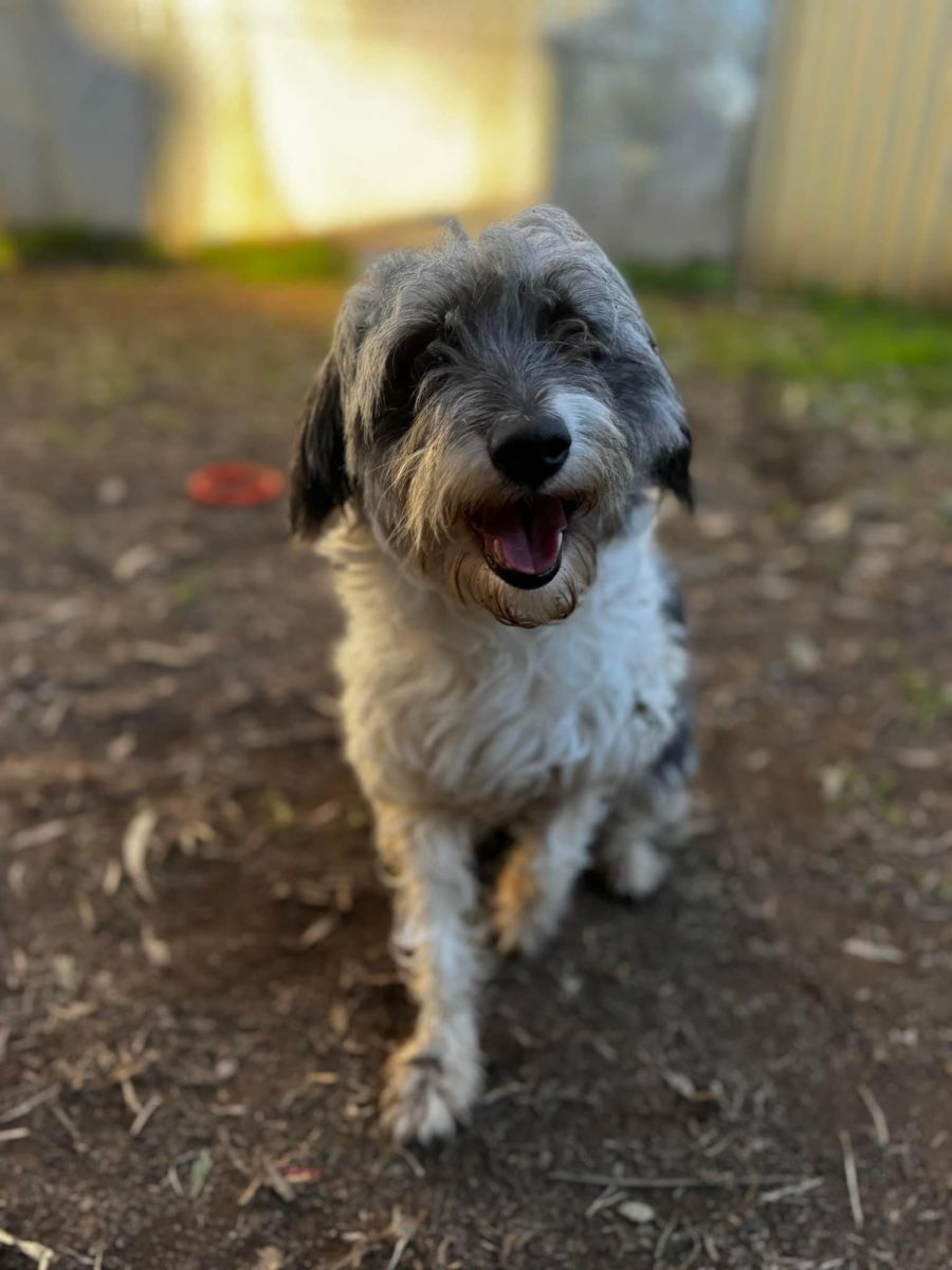 Nancy - Medium Female Border Collie x Poodle Mix Dog in NSW - PetRescue