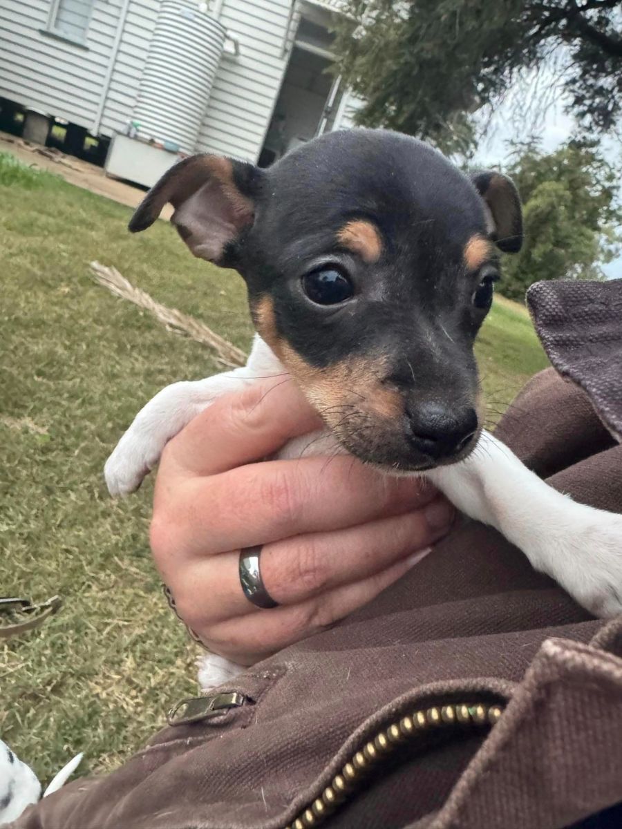Moe - Small Male Miniature Fox Terrier Dog in QLD - PetRescue