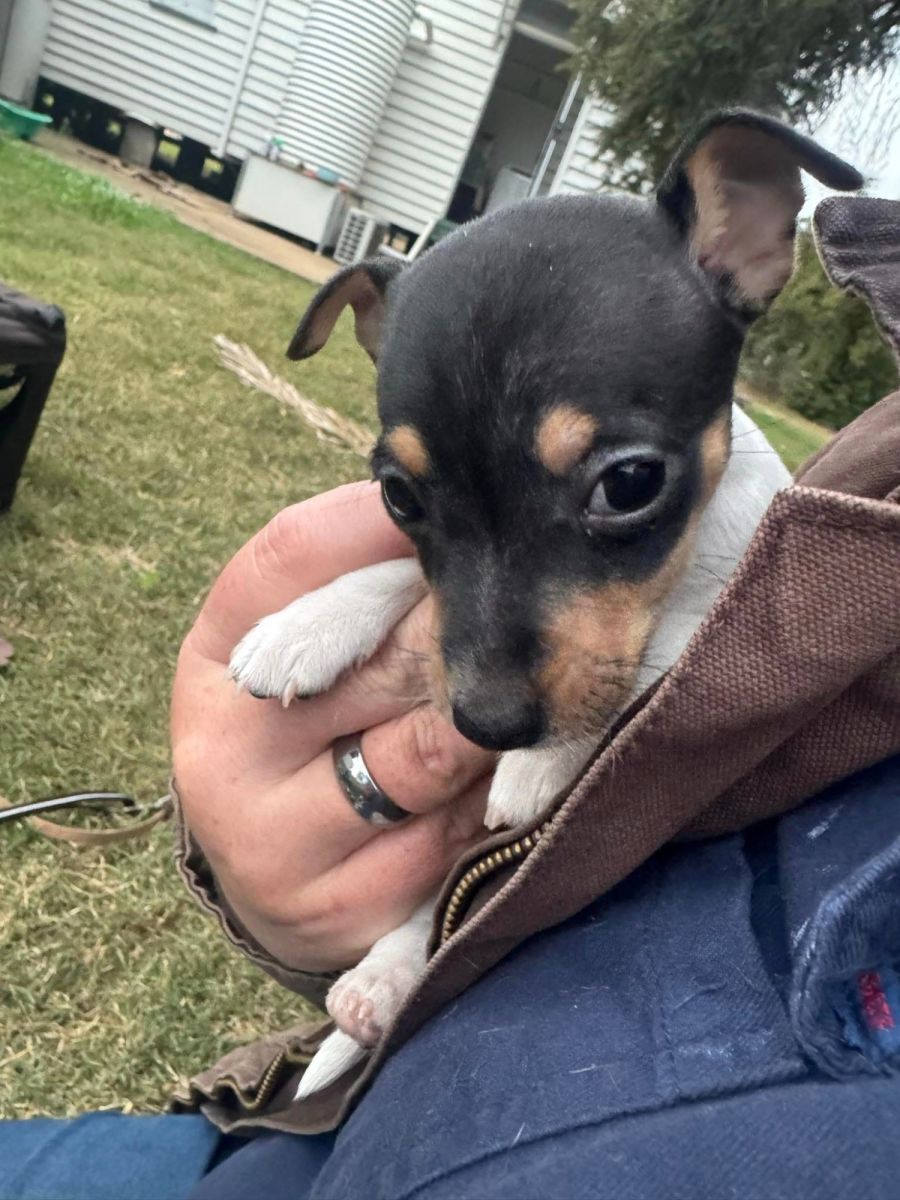 Miny - Small Male Miniature Fox Terrier Dog in QLD - PetRescue