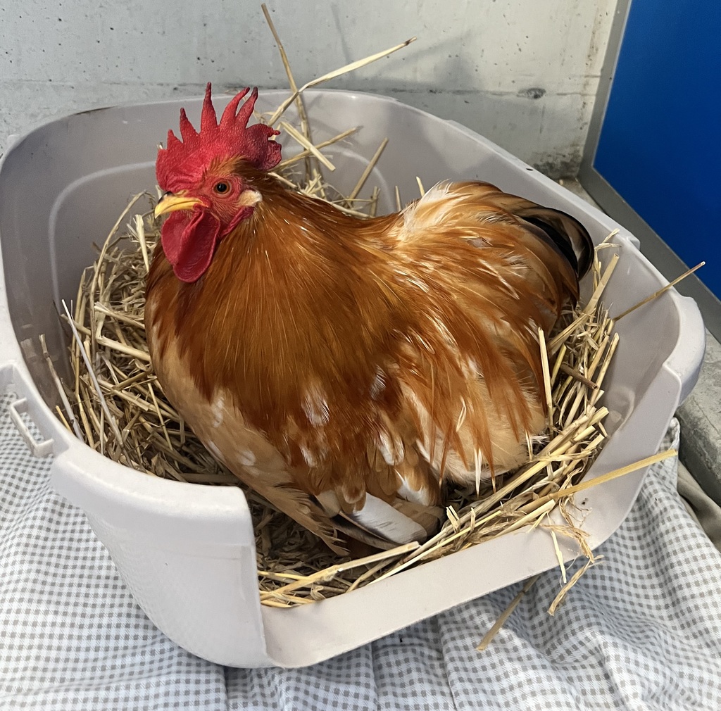 Thor - Male Bantam Chicken Pekin Mix Fowl in QLD - PetRescue