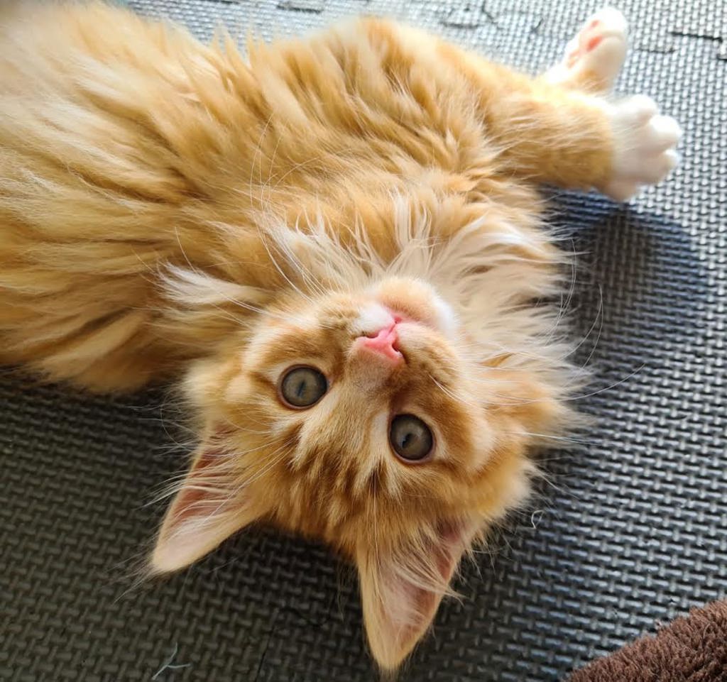 Glen Coco - Male Dlh Mix Cat in VIC - PetRescue