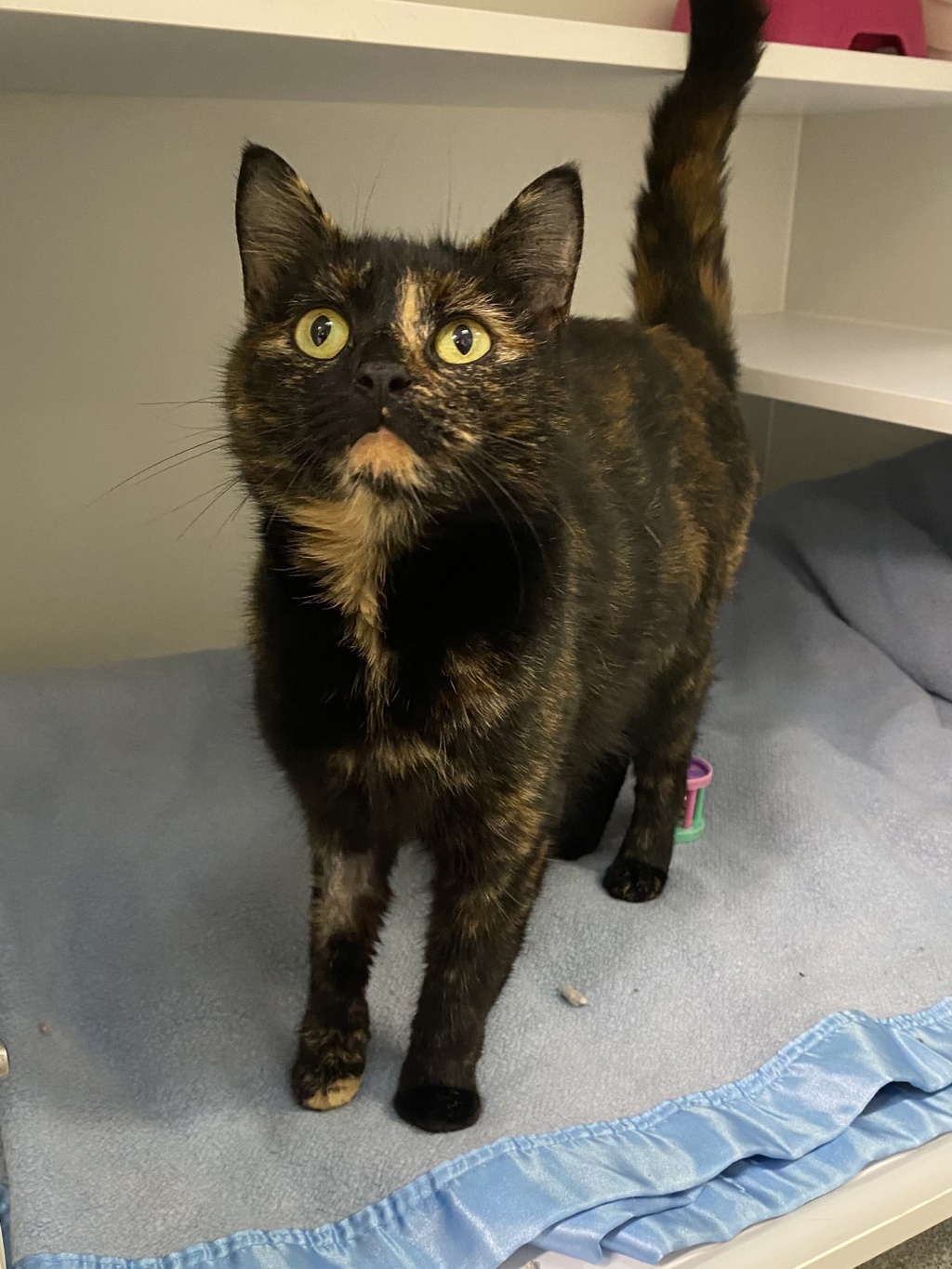 Maxine - Female Domestic Short Hair Mix Cat in VIC - PetRescue