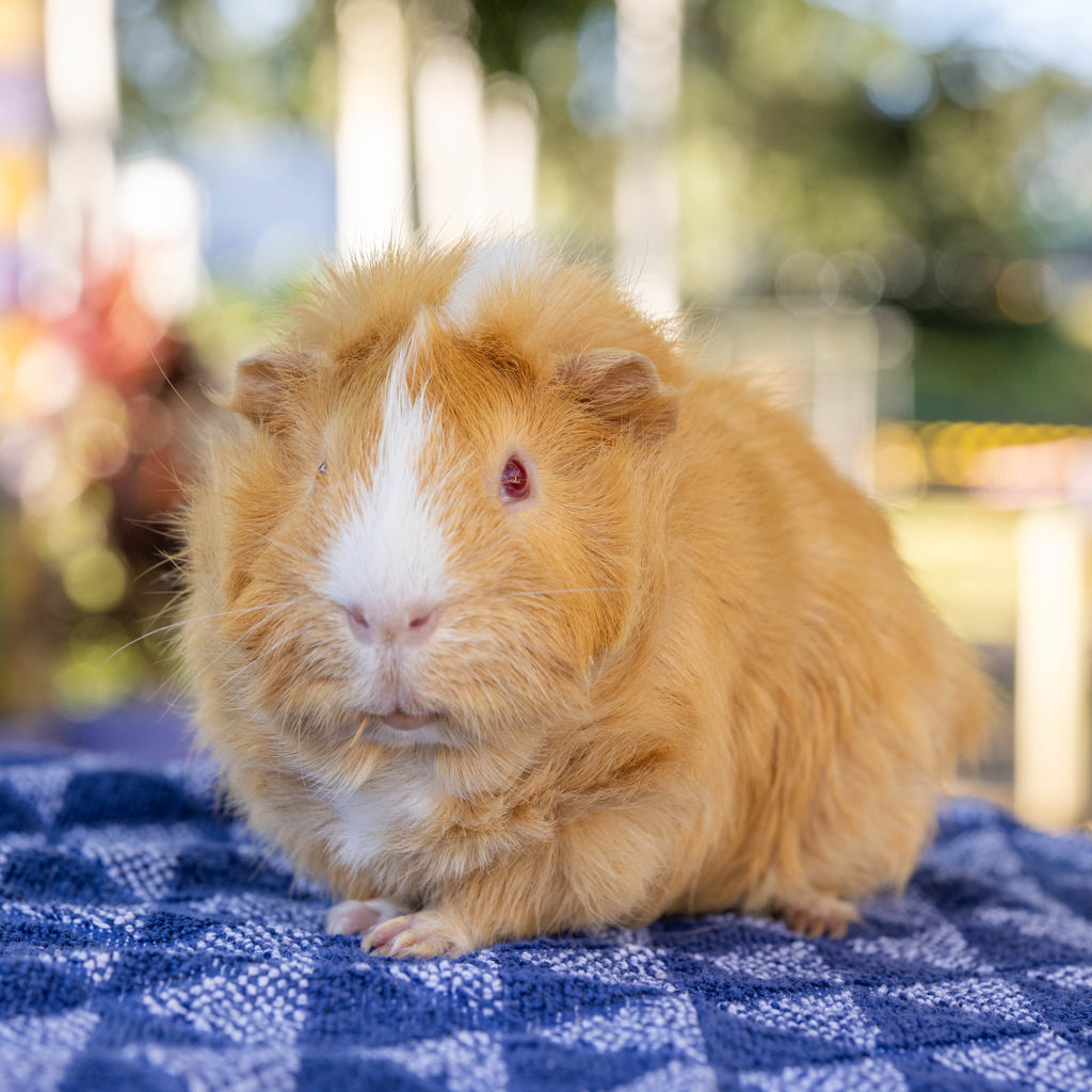 Ginger - Male Short-hair Abyssinian Mix Guinea Pig in QLD - PetRescue