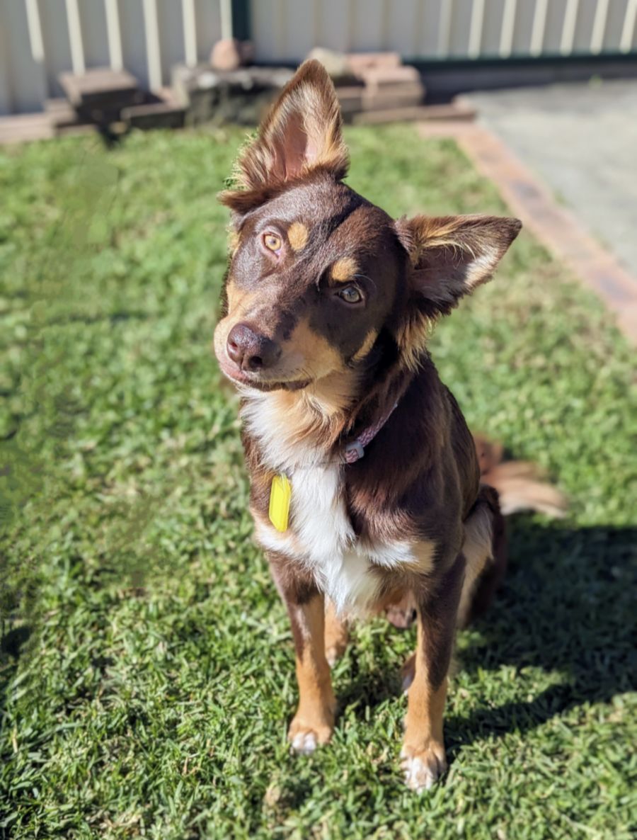 Teddy - Medium Male Kelpie x Koolie Mix Dog in NSW - PetRescue