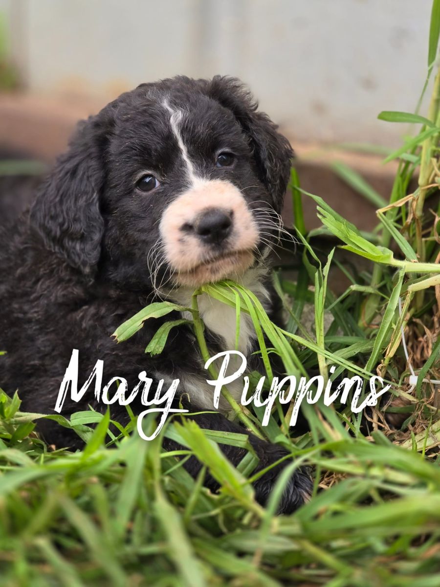 Mary Puppins - Medium Female Border Collie x Poodle Mix Dog in VIC ...
