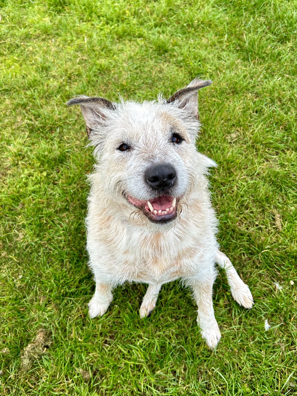 Baki - Medium Male Australian Cattle Dog Mix Dog in VIC - PetRescue